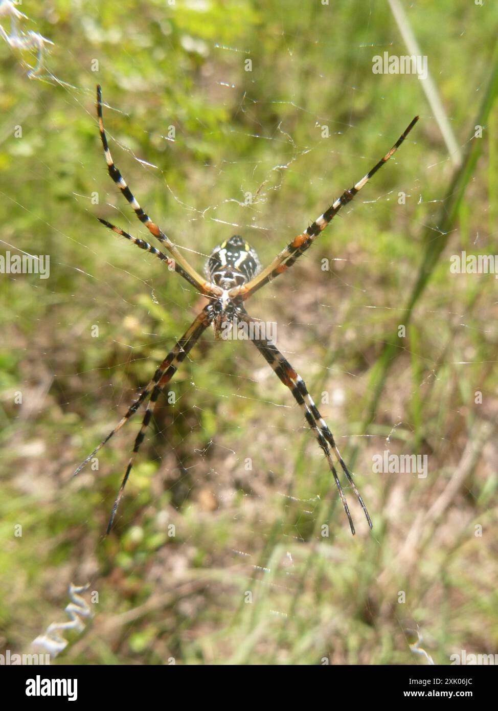 Florida Garden Spider (Argiope florida) Arachnida Stock Photo - Alamy