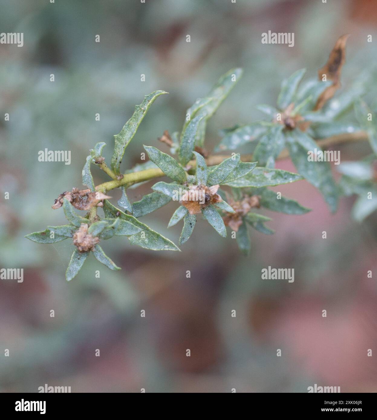 berry saltbush (Atriplex semibaccata) Plantae Stock Photo - Alamy