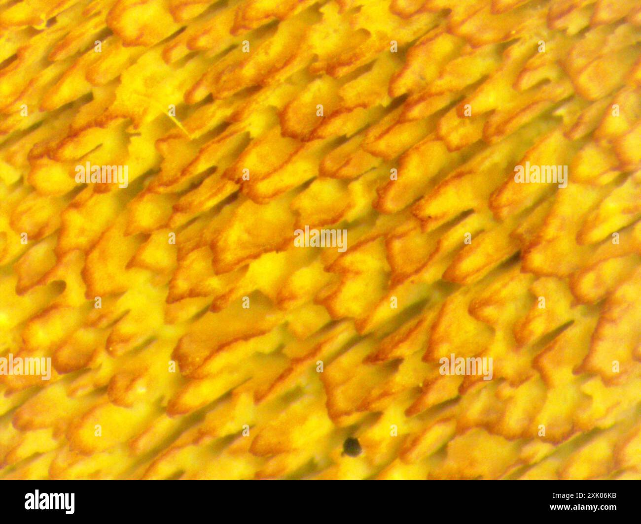 violet-toothed polypore (Trichaptum biforme) Fungi Stock Photo - Alamy