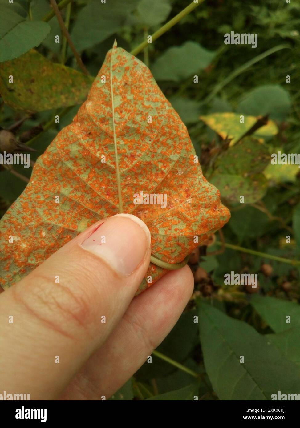 rust fungi (Pucciniales) Fungi Stock Photo - Alamy
