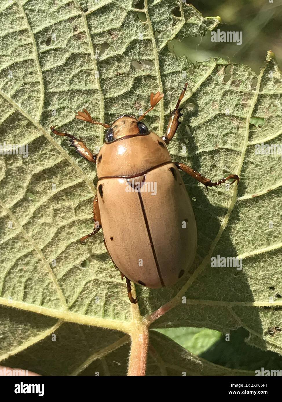 Grapevine Beetle (Pelidnota punctata) Insecta Stock Photo - Alamy