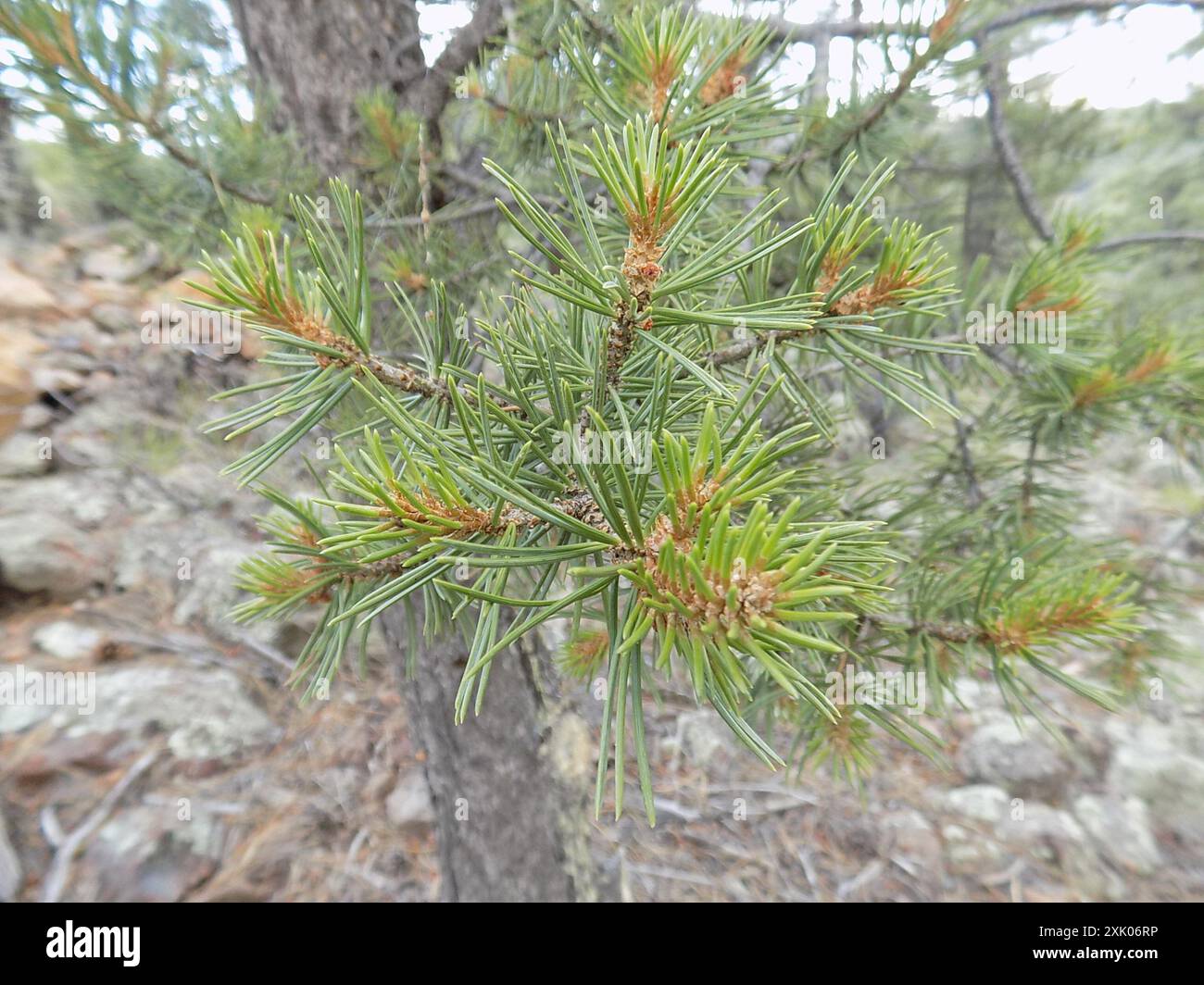 Colorado Pinyon (Pinus edulis) Plantae Stock Photo - Alamy