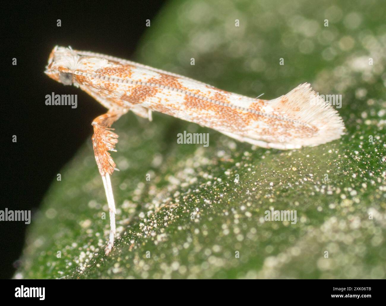 Caloptilia hi-res stock photography and images - Alamy