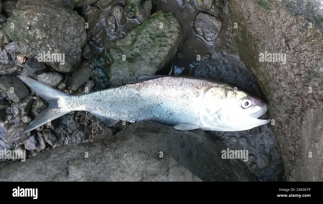 Atlantic Menhaden (Brevoortia tyrannus) Actinopterygii Stock Photo - Alamy