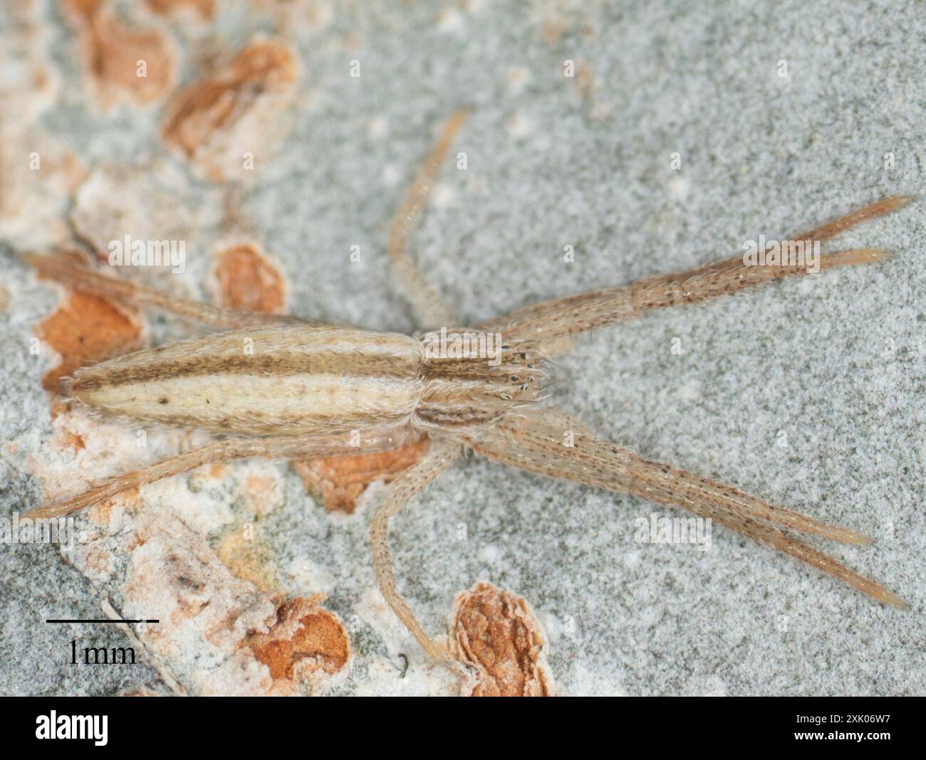 Slender Crab Spiders (Tibellus) Arachnida Stock Photo - Alamy