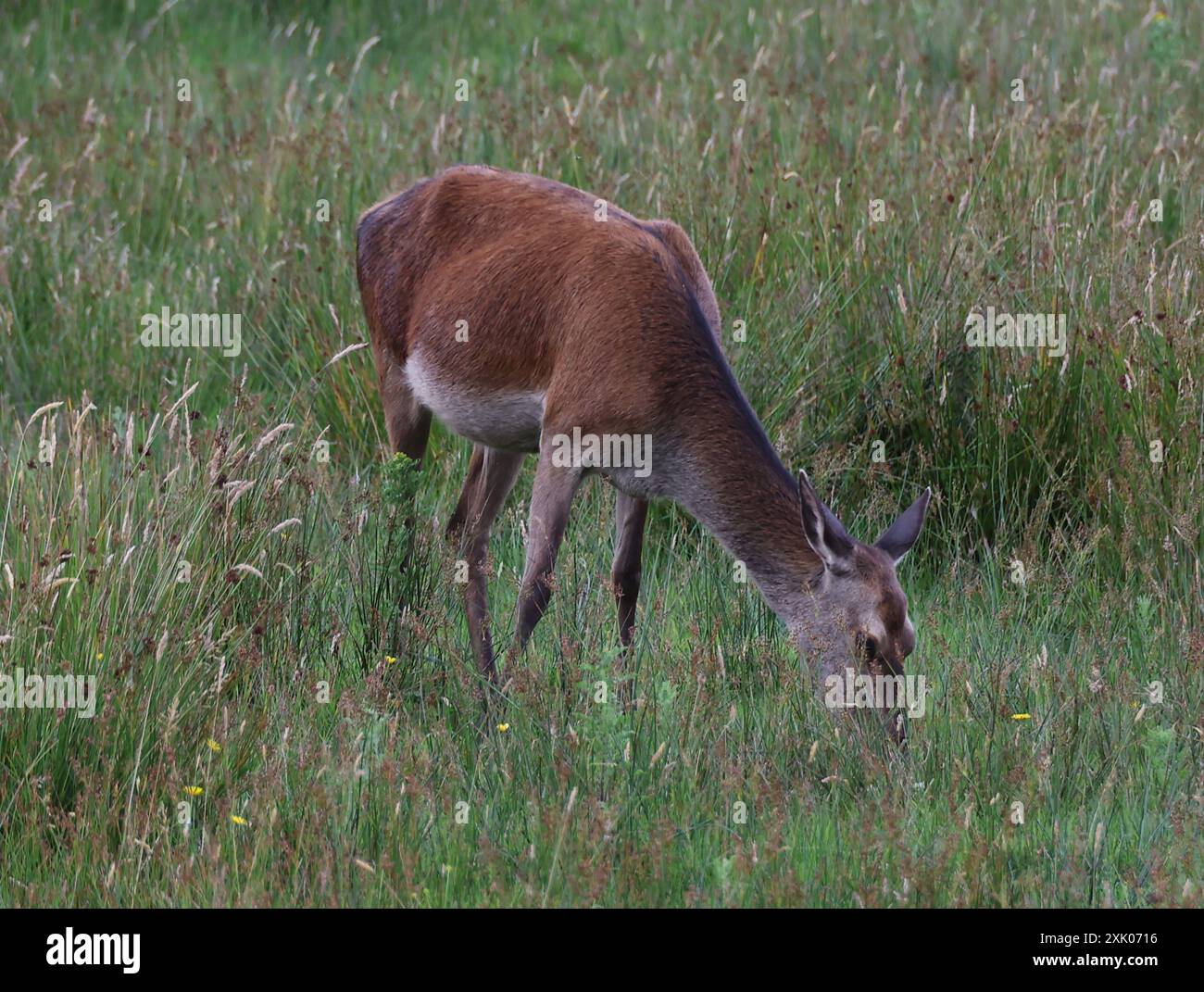 Red Deer in National Park in Killarney, County Cork, Ireland on 17th ...