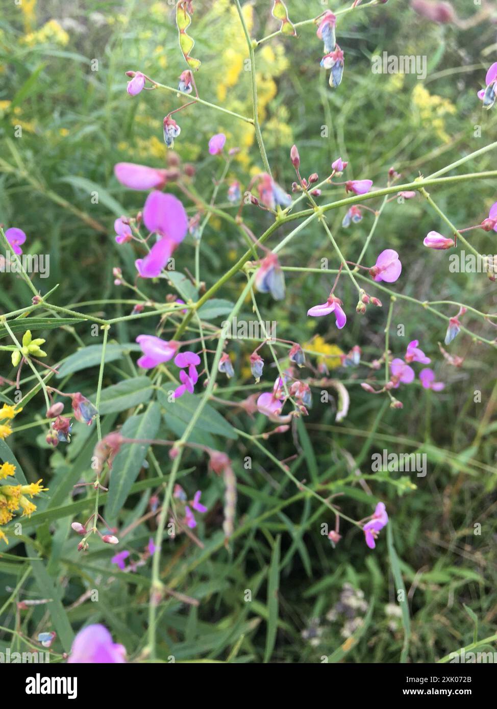 panicled ticktrefoil (Desmodium paniculatum) Plantae Stock Photo - Alamy