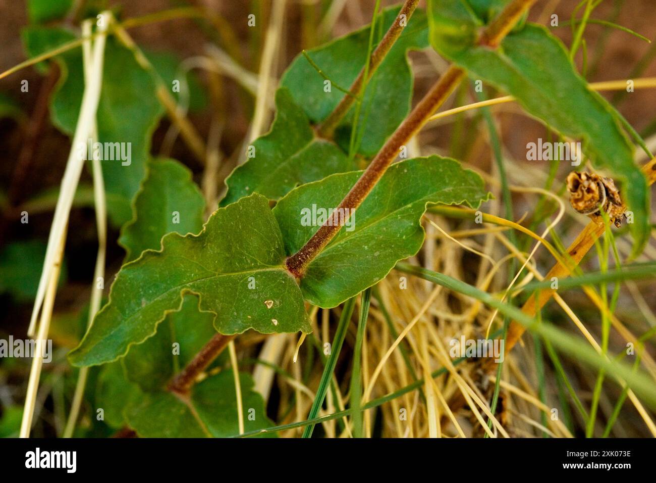 firecracker penstemon (Penstemon eatonii) Plantae Stock Photo - Alamy