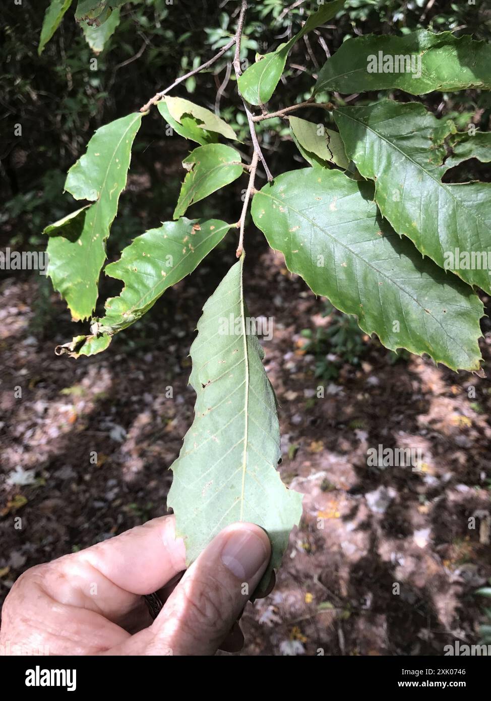 Allegheny Chinquapin (Castanea pumila) Plantae Stock Photo - Alamy