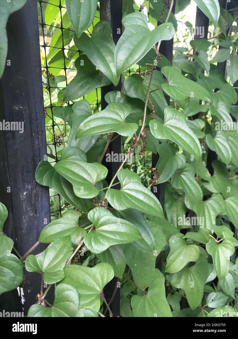 Chinese yam (Dioscorea polystachya) Plantae Stock Photo - Alamy