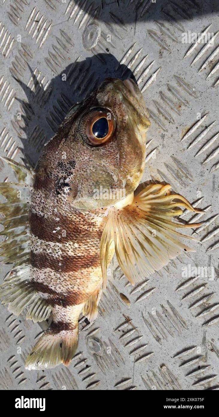 Sea Perch (Helicolenus percoides) Actinopterygii Stock Photo - Alamy
