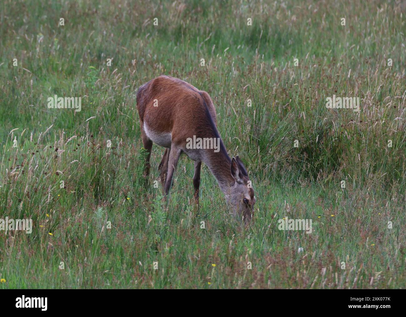 Red Deer in National Park in Killarney, County Cork, Ireland on 17th ...