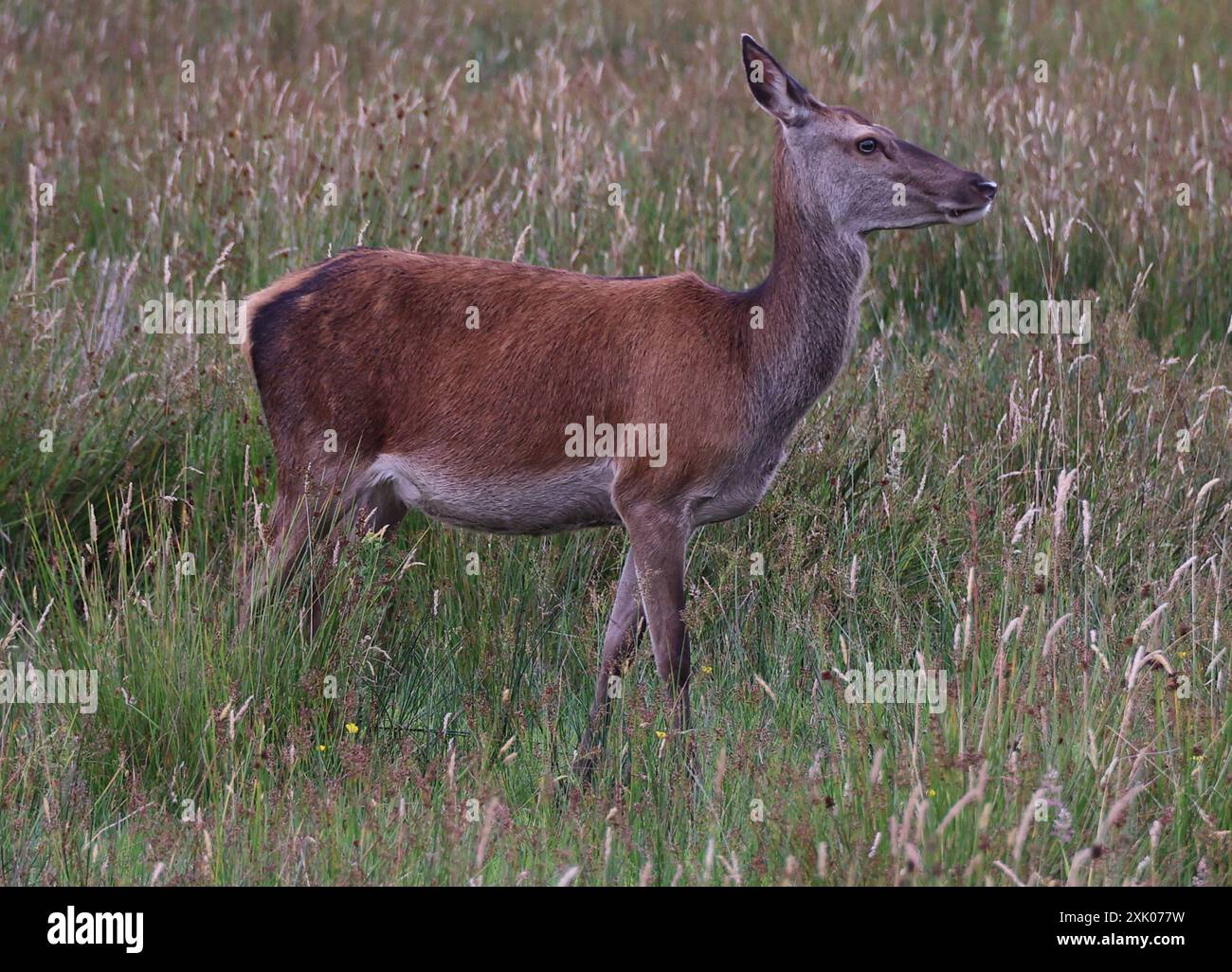 Red Deer in National Park in Killarney, County Cork, Ireland on 17th ...
