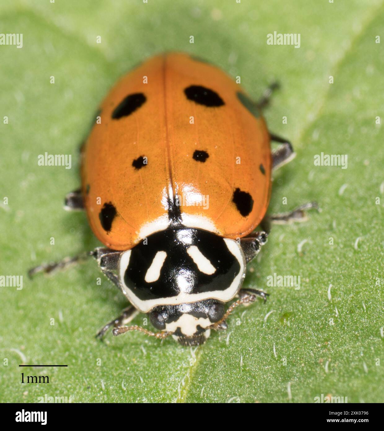 Convergent Lady Beetle (Hippodamia convergens) Insecta Stock Photo - Alamy