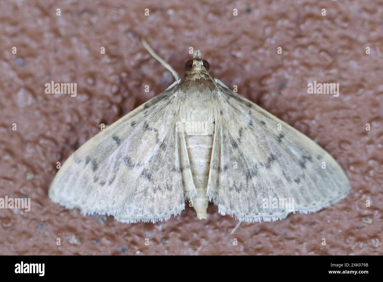 Grass Webworm Moth (Herpetogramma licarsisalis) Insecta Stock Photo - Alamy
