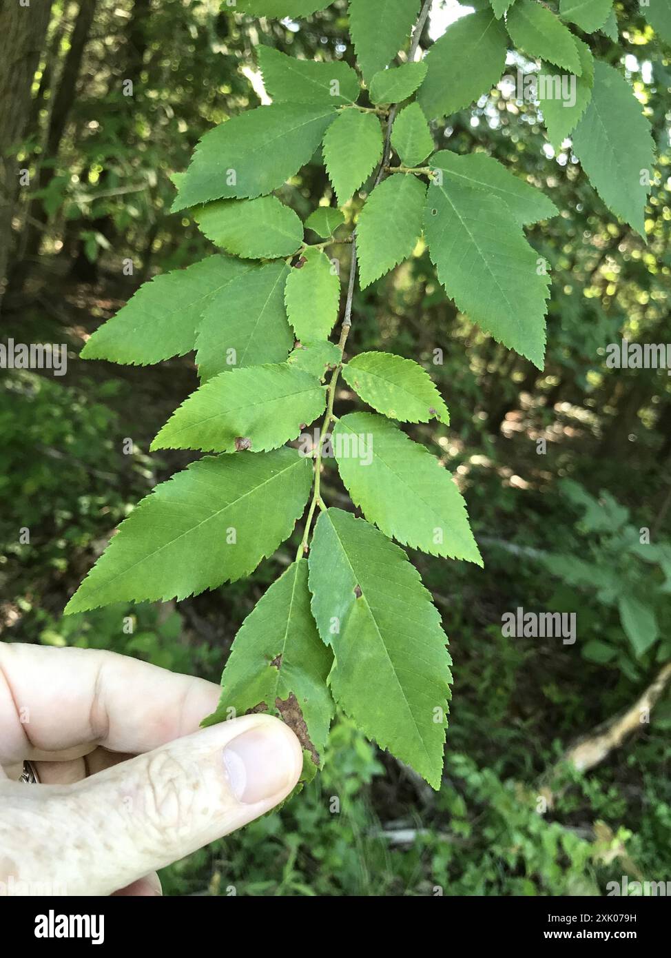 Winged Elm (Ulmus alata) Plantae Stock Photo - Alamy