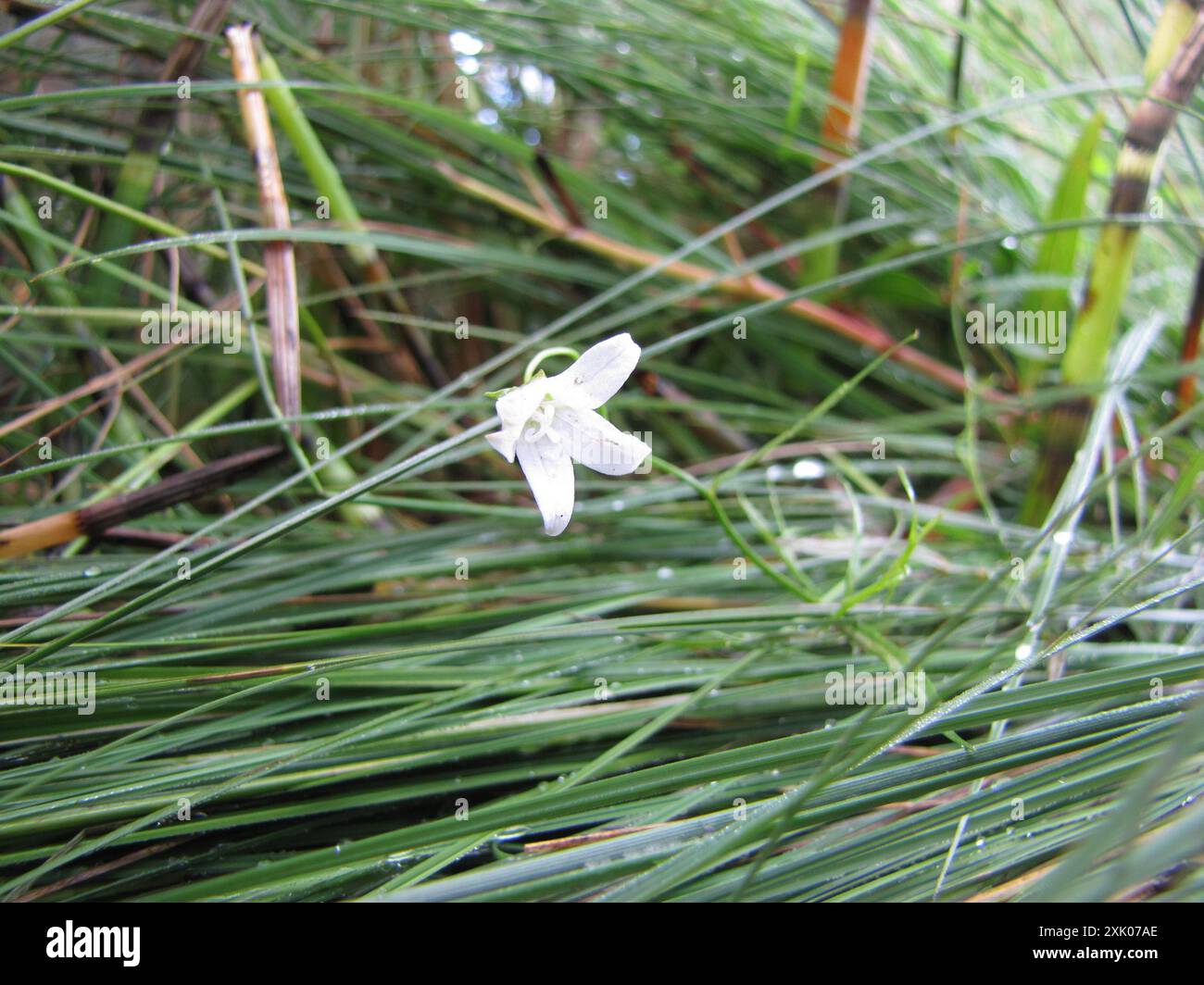 Marsh Bellflower (Campanula aparinoides) Plantae Stock Photo - Alamy
