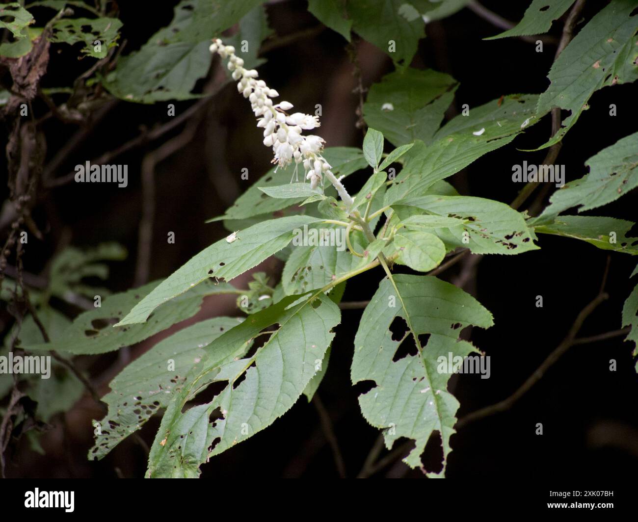 mountain sweet pepperbush (Clethra acuminata) Plantae Stock Photo - Alamy