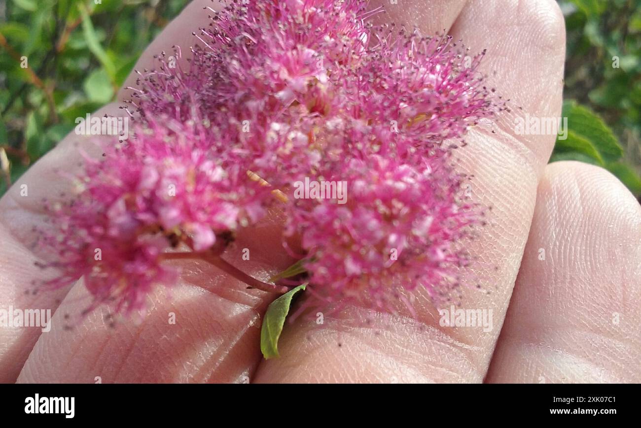 Mountain Spirea (Spiraea splendens) Plantae Stock Photo - Alamy