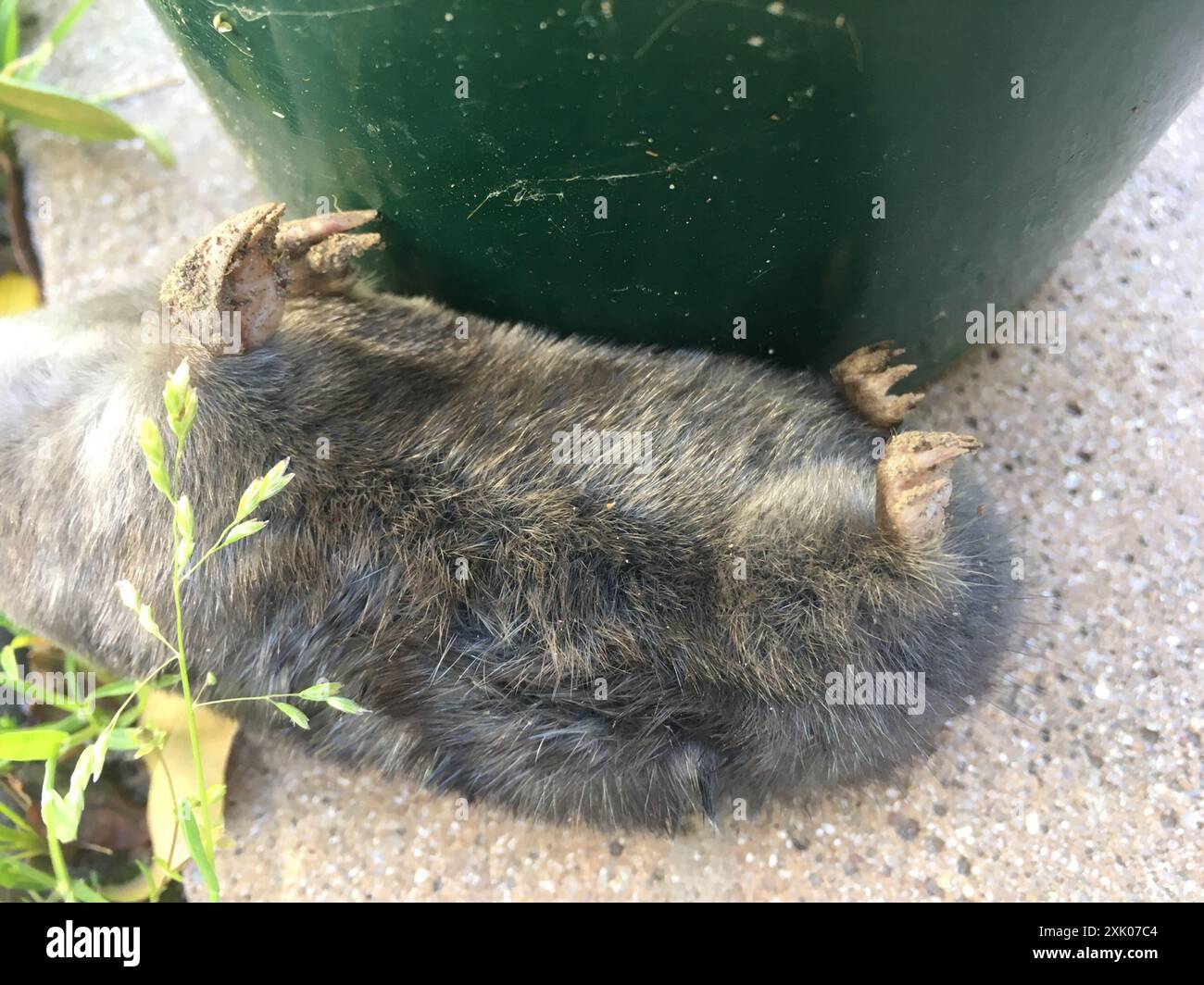 Cape Golden Mole (Chrysochloris asiatica) Mammalia Stock Photo - Alamy