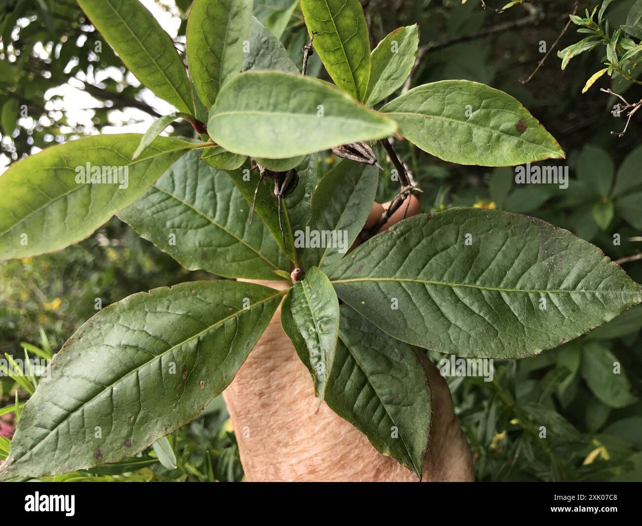 pinkshell azalea (Rhododendron vaseyi) Plantae Stock Photo - Alamy