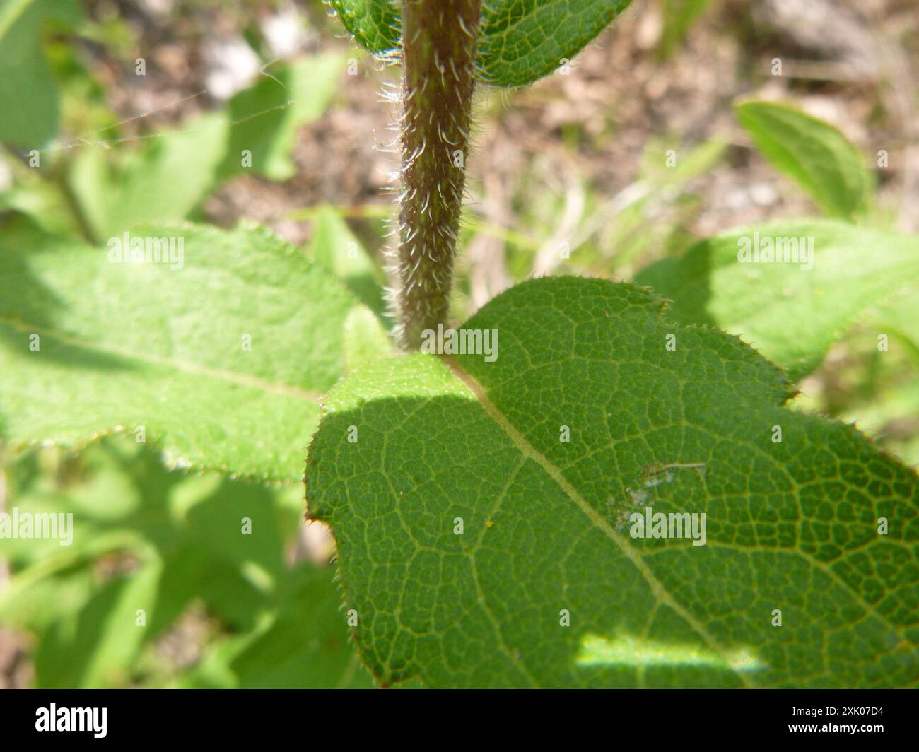 Simpson's Rosinweed (Silphium asteriscus simpsonii) Plantae Stock Photo ...