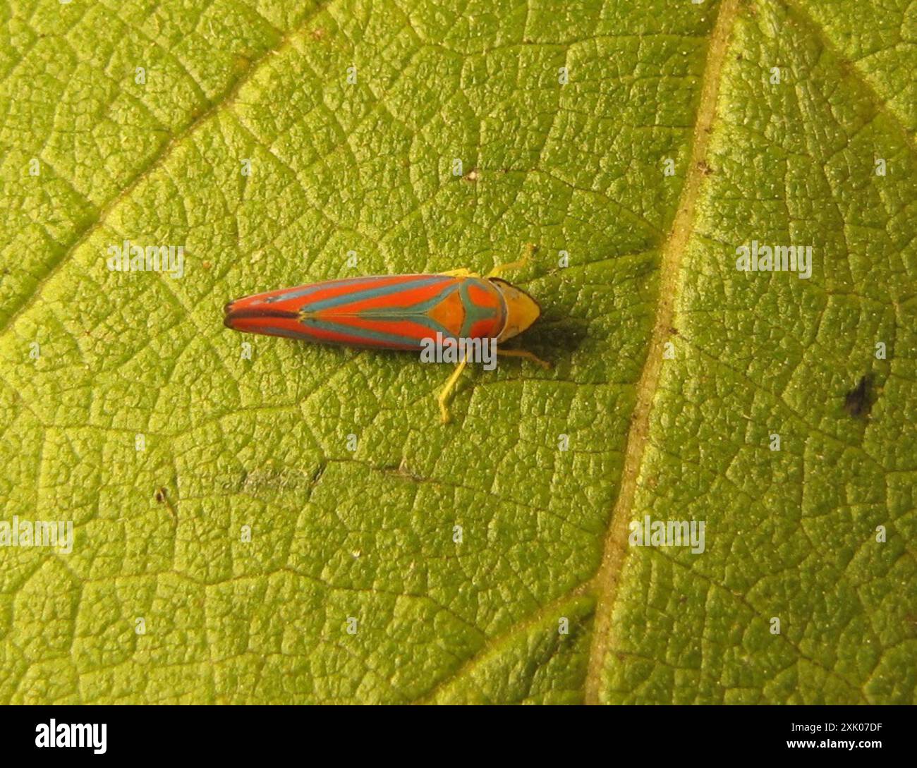 Red-banded Leafhopper (Graphocephala coccinea) Insecta Stock Photo - Alamy