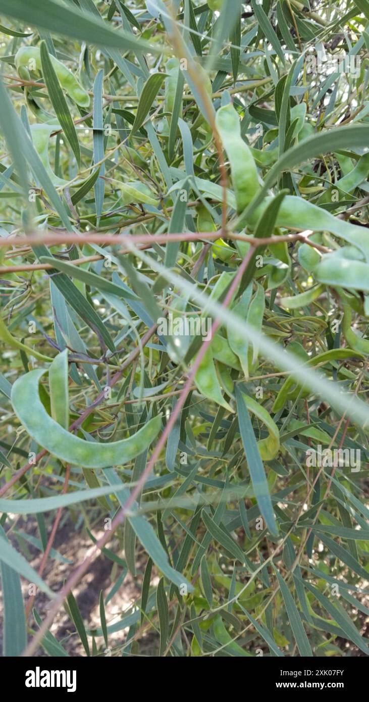 Acacia cyclops hi-res stock photography and images - Alamy