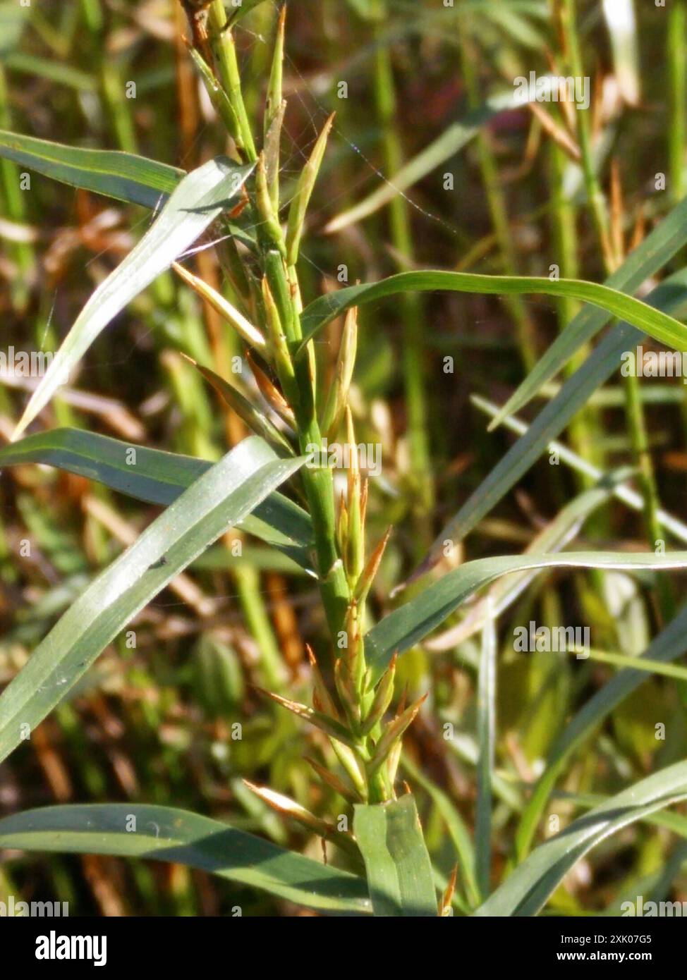 Three-way Sedge (Dulichium arundinaceum) Plantae Stock Photo - Alamy