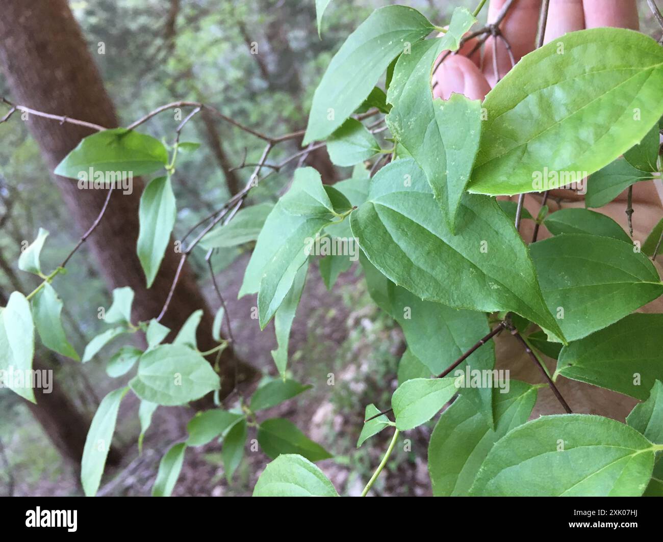 Scentless Mock Orange (Philadelphus inodorus) Plantae Stock Photo - Alamy