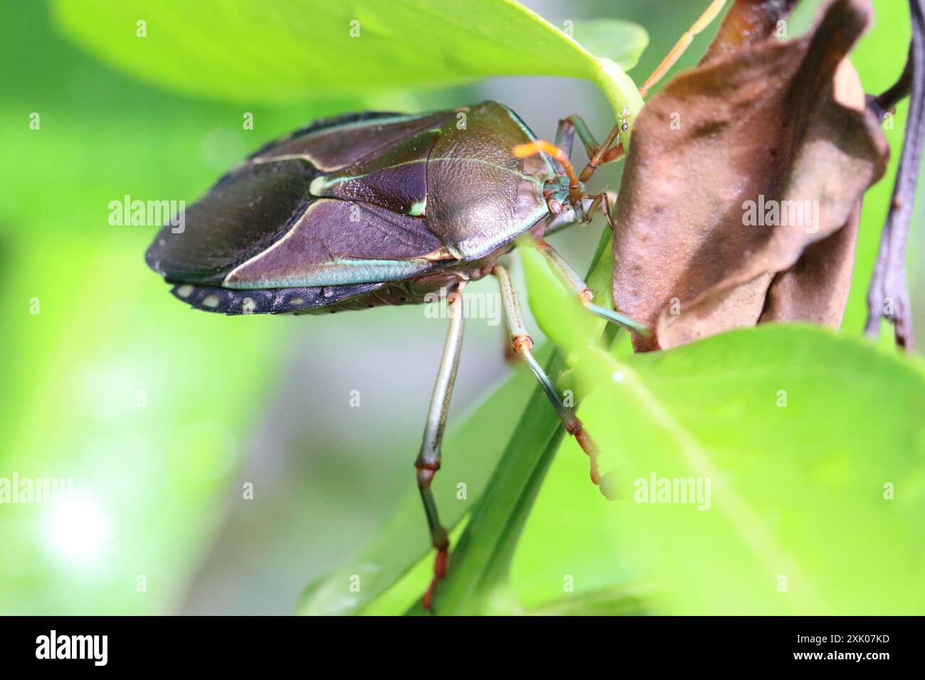 Bronze Orange Bug (Musgraveia sulciventris) Insecta Stock Photo - Alamy
