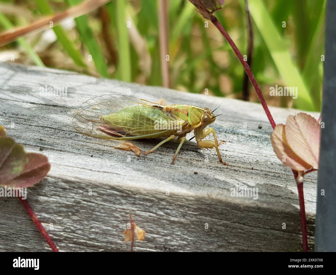 Variable Cicada (Kikihia muta) Insecta Stock Photo - Alamy