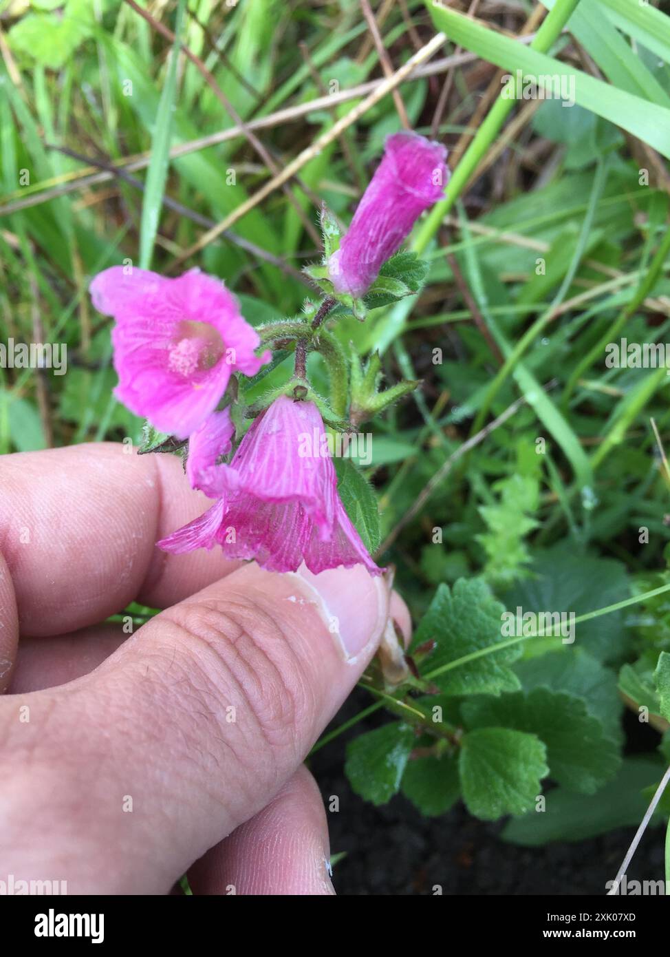 checkerbloom (Sidalcea malviflora) Plantae Stock Photo - Alamy