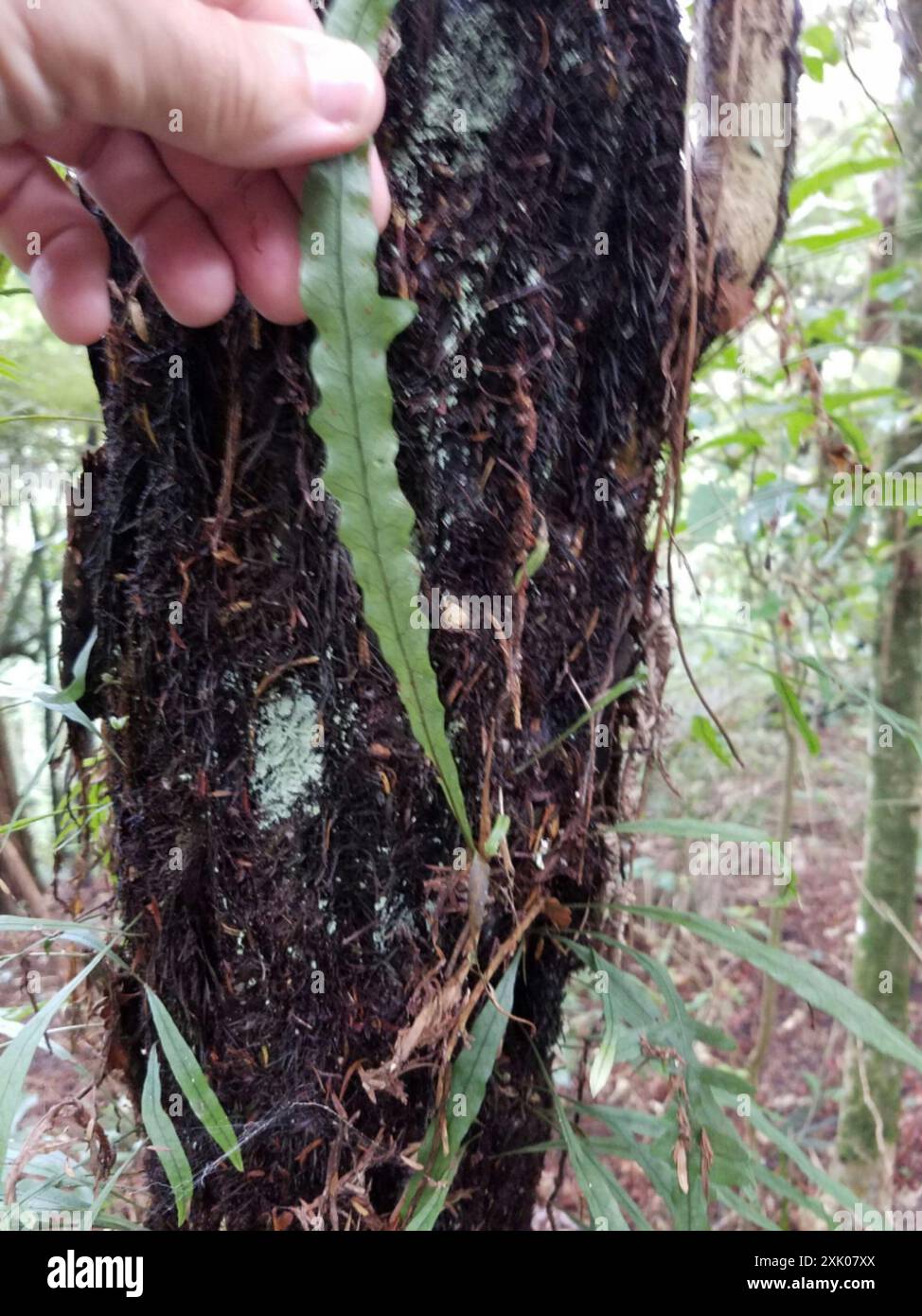 Fragrant Fern (Microsorum scandens) Plantae Stock Photo - Alamy