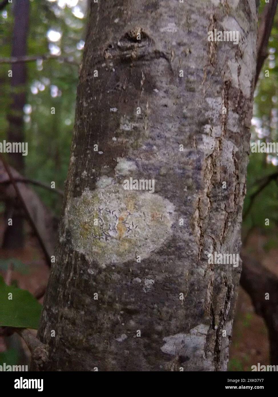 Common Script Lichen (Graphis scripta) Fungi Stock Photo - Alamy
