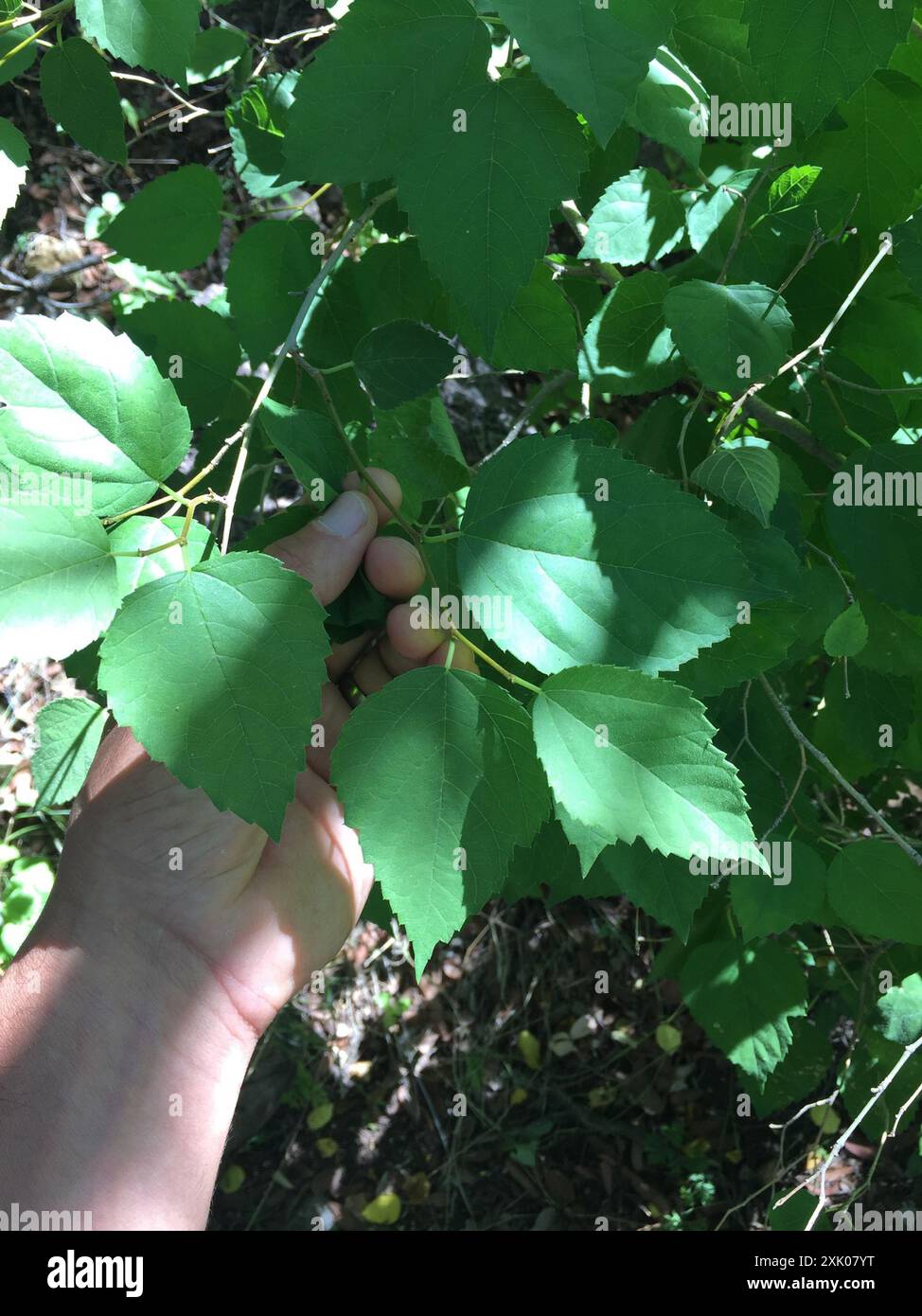 Texas mulberry (Morus microphylla) Plantae Stock Photo - Alamy