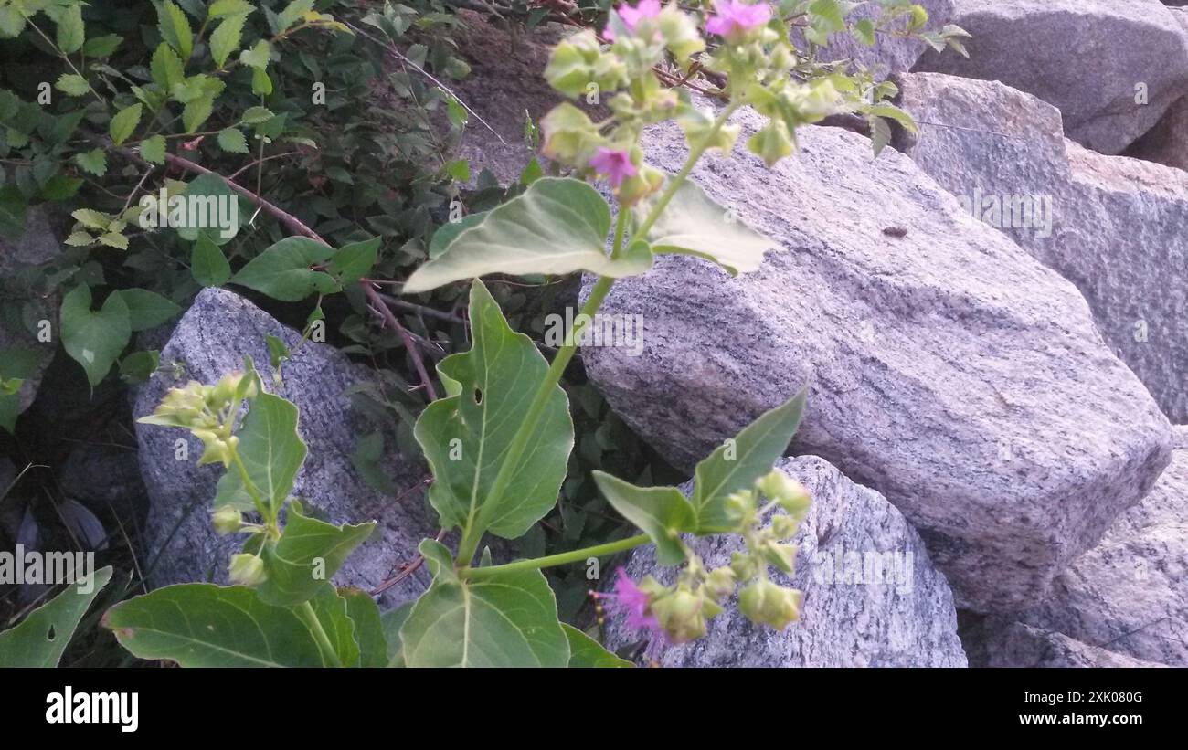 Wild Four o'Clock (Mirabilis nyctaginea) Plantae Stock Photo - Alamy