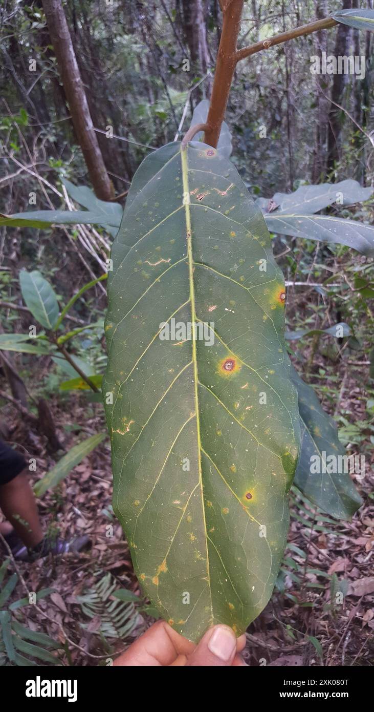 Giantleaf Fig (Ficus lutea) Plantae Stock Photo - Alamy