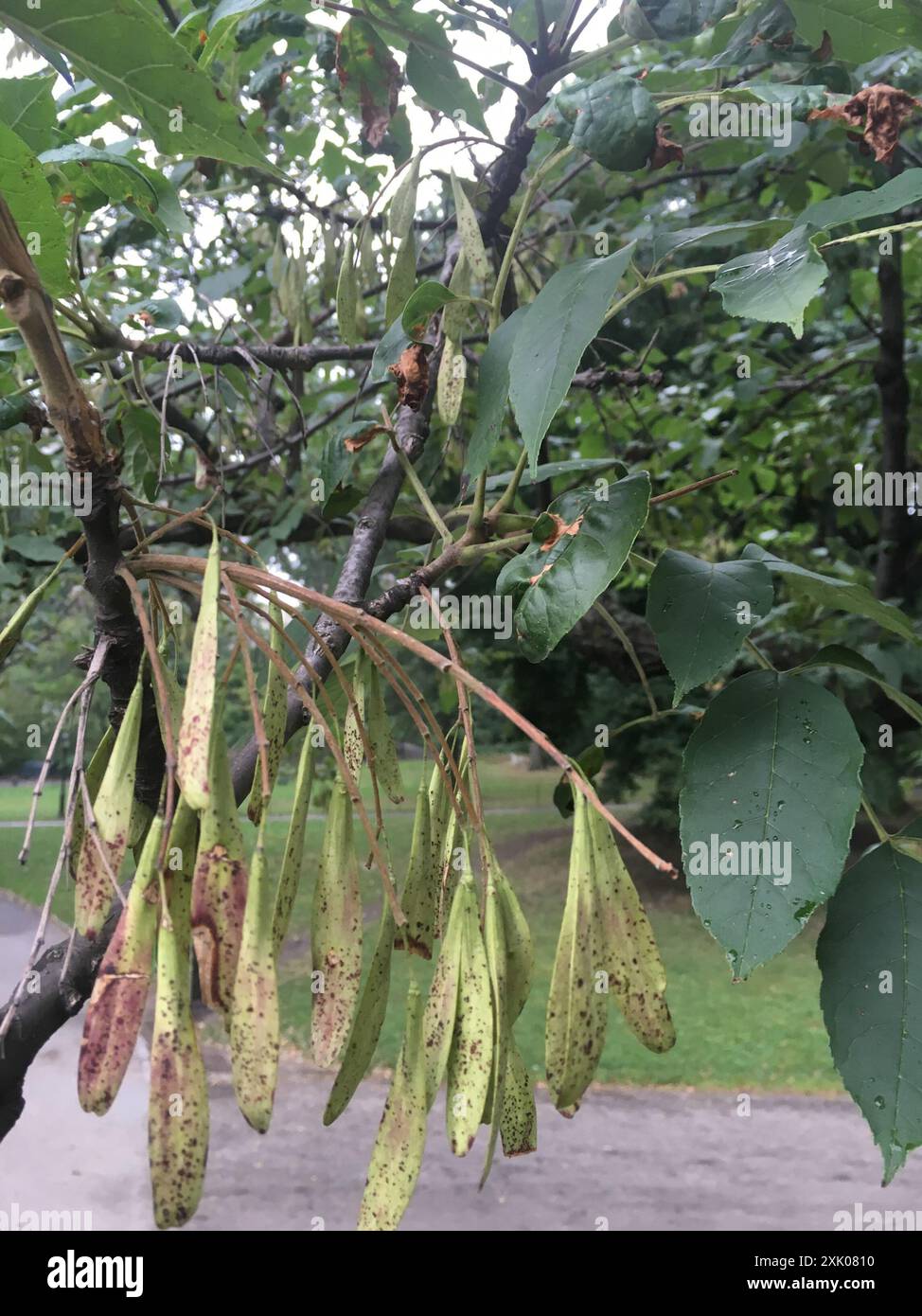 pumpkin ash (Fraxinus profunda) Plantae Stock Photo - Alamy