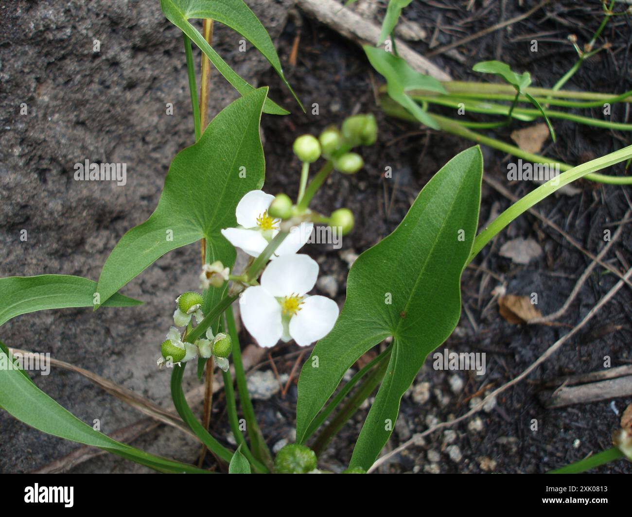 broadleaf arrowhead (Sagittaria latifolia) Plantae Stock Photo - Alamy