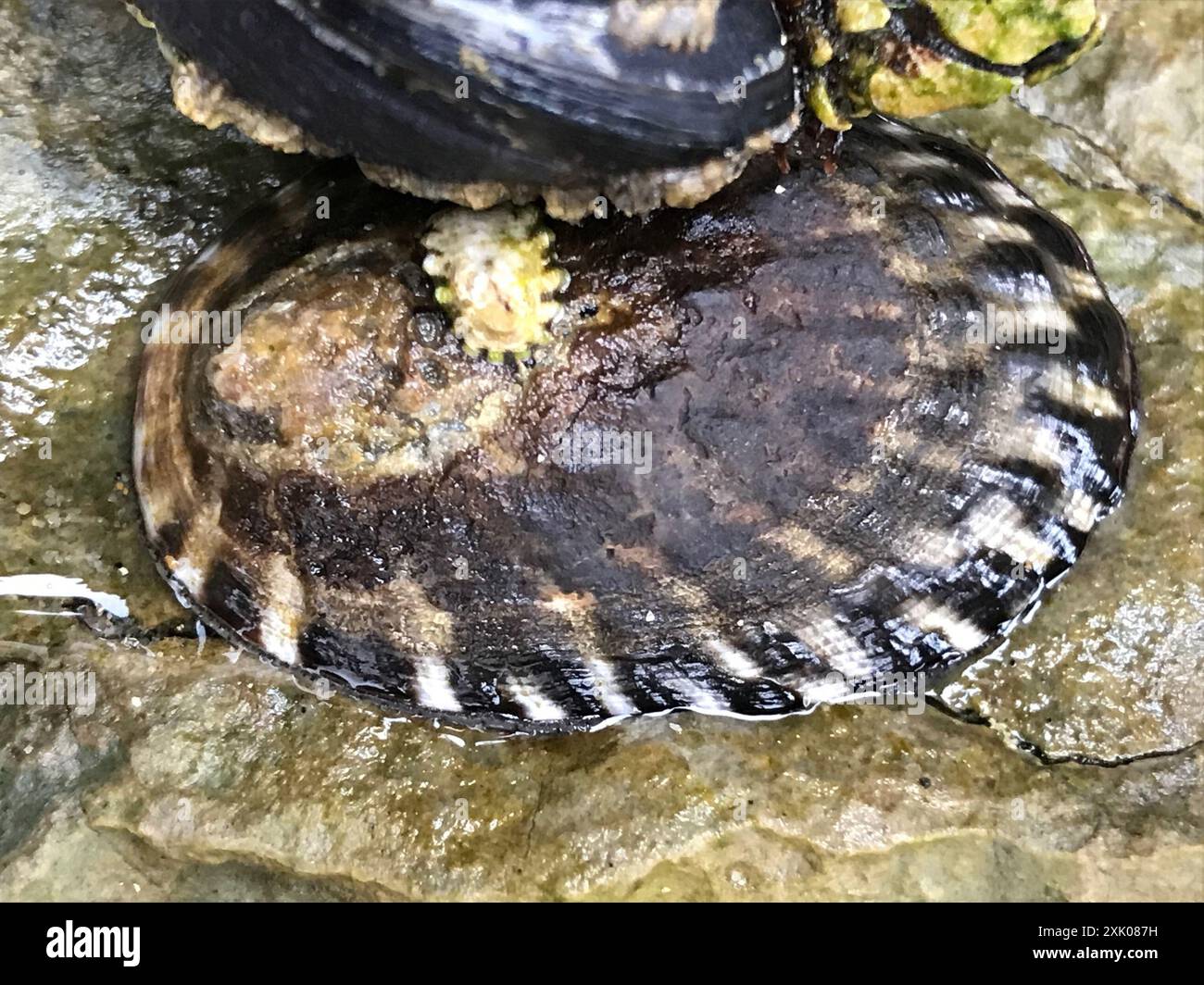 Owl Limpet (Lottia gigantea) Mollusca Stock Photo - Alamy