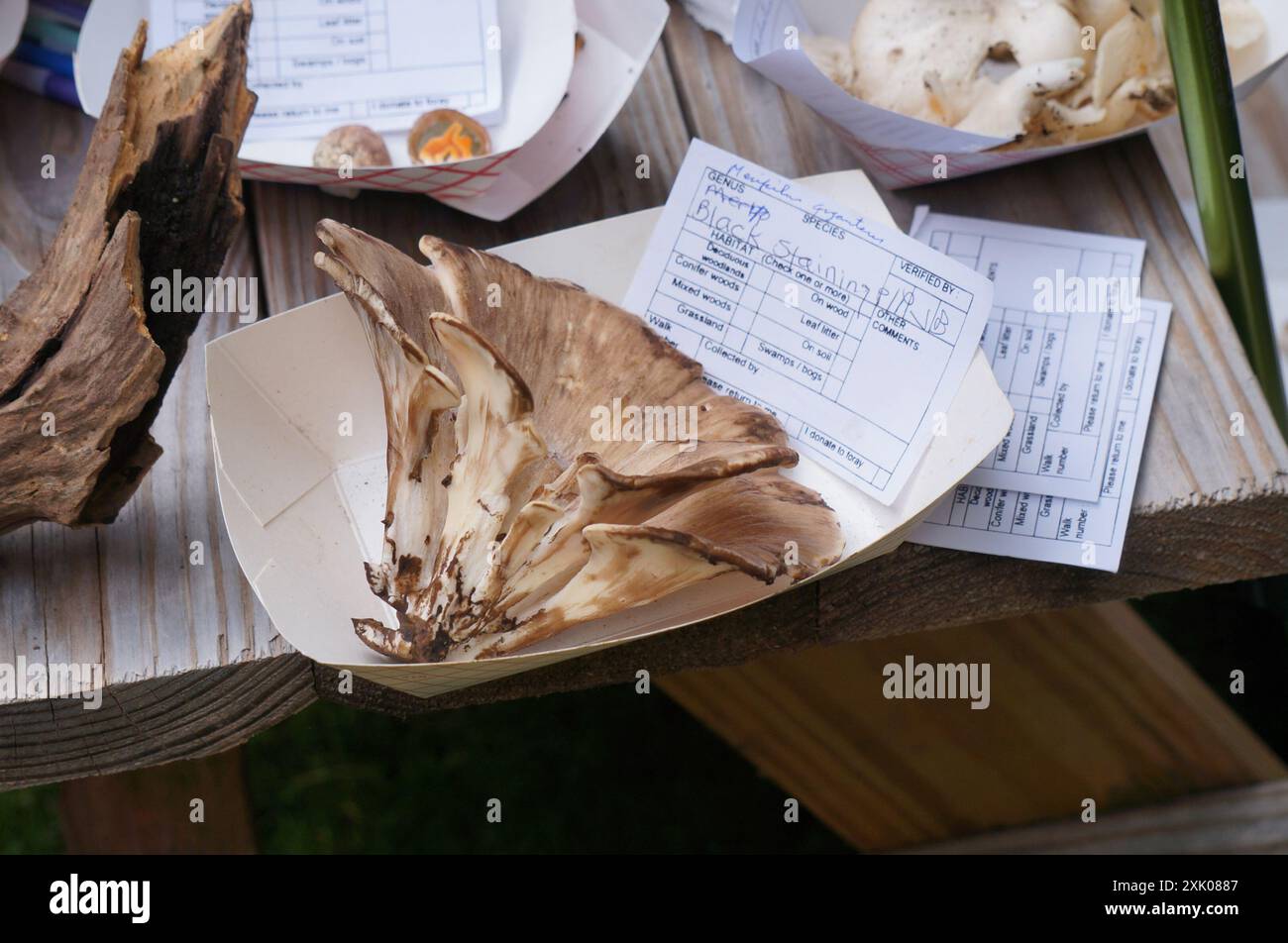 Black-staining Polypore (Meripilus sumstinei) Fungi Stock Photo - Alamy