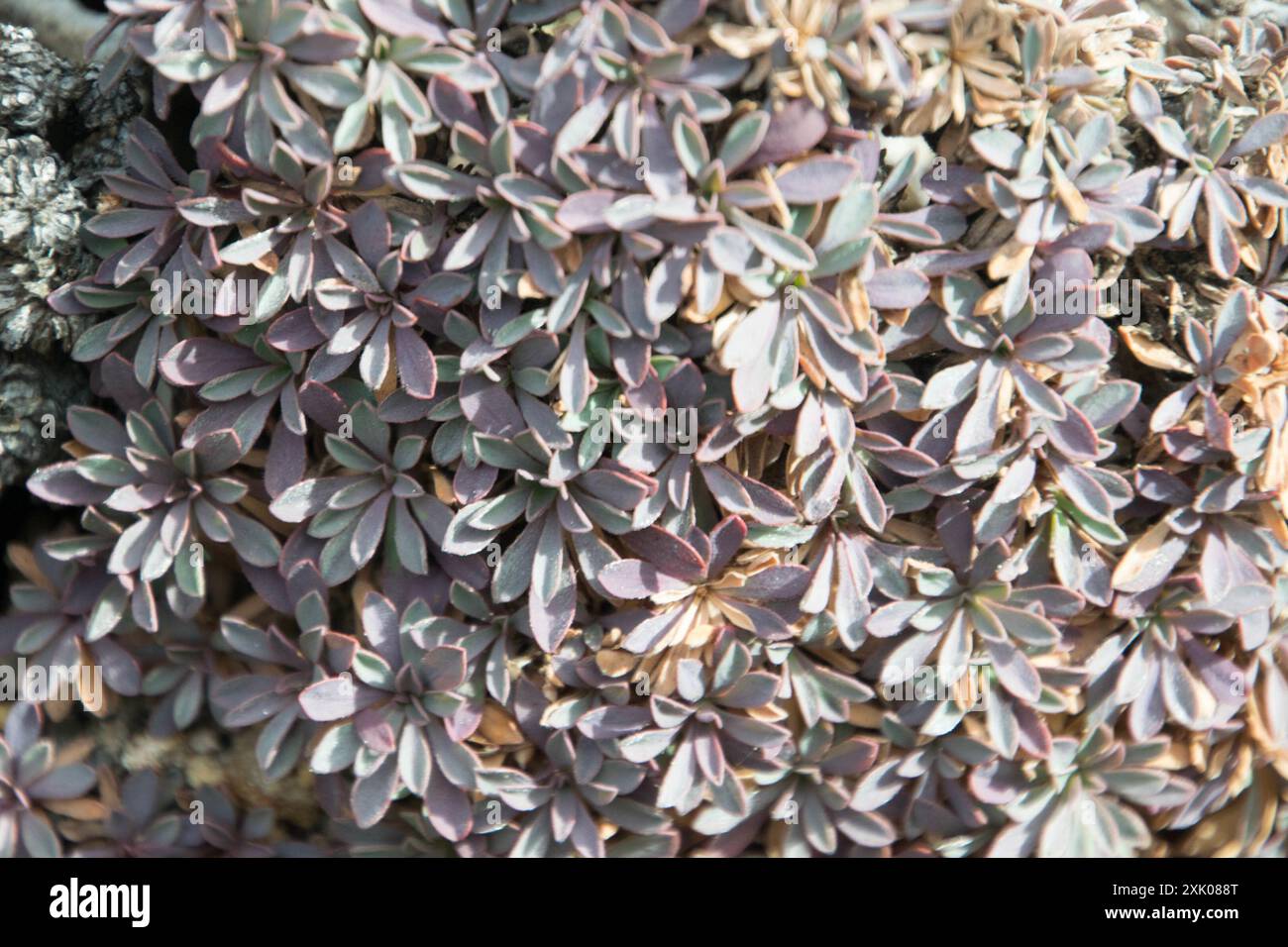 mat rock spiraea (Petrophytum caespitosum) Plantae Stock Photo - Alamy