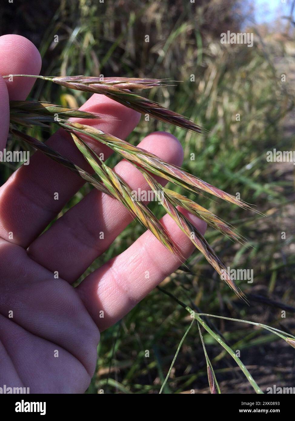 California brome (Bromus carinatus) Plantae Stock Photo - Alamy