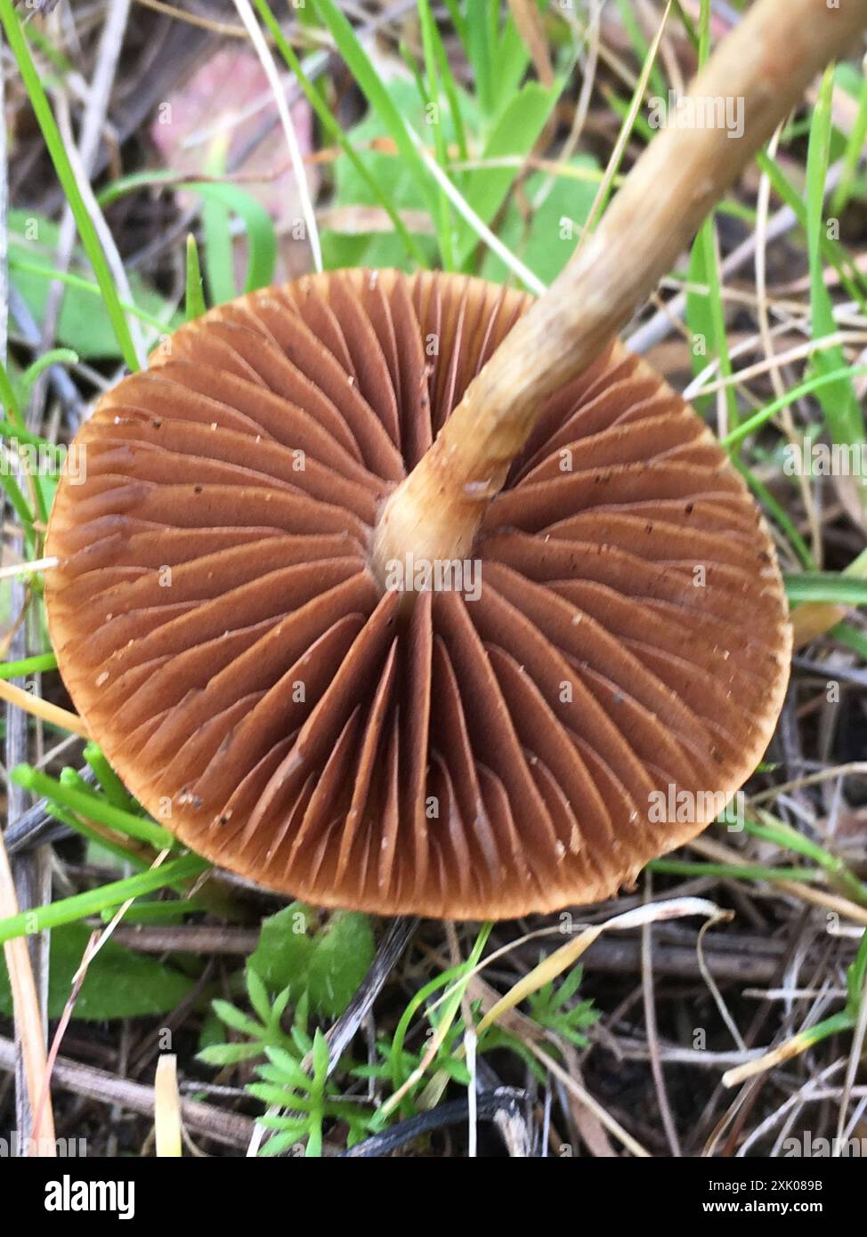 Common Fieldcap (Agrocybe pediades) Fungi Stock Photo - Alamy