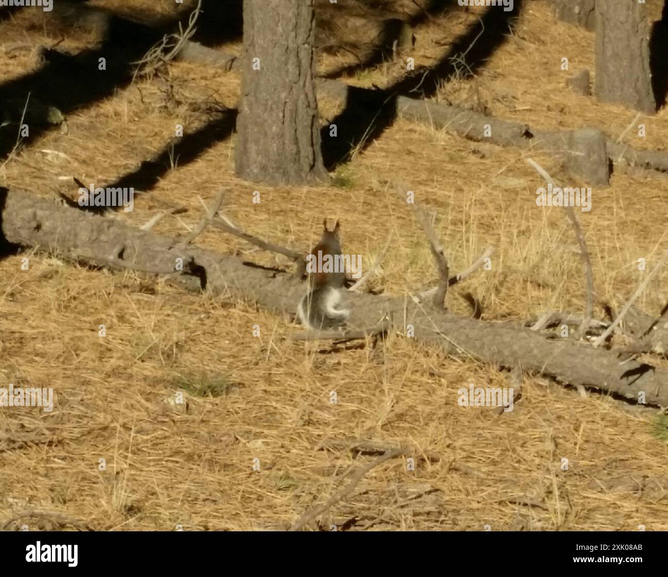 Sciurus aberti aberts hi-res stock photography and images - Alamy