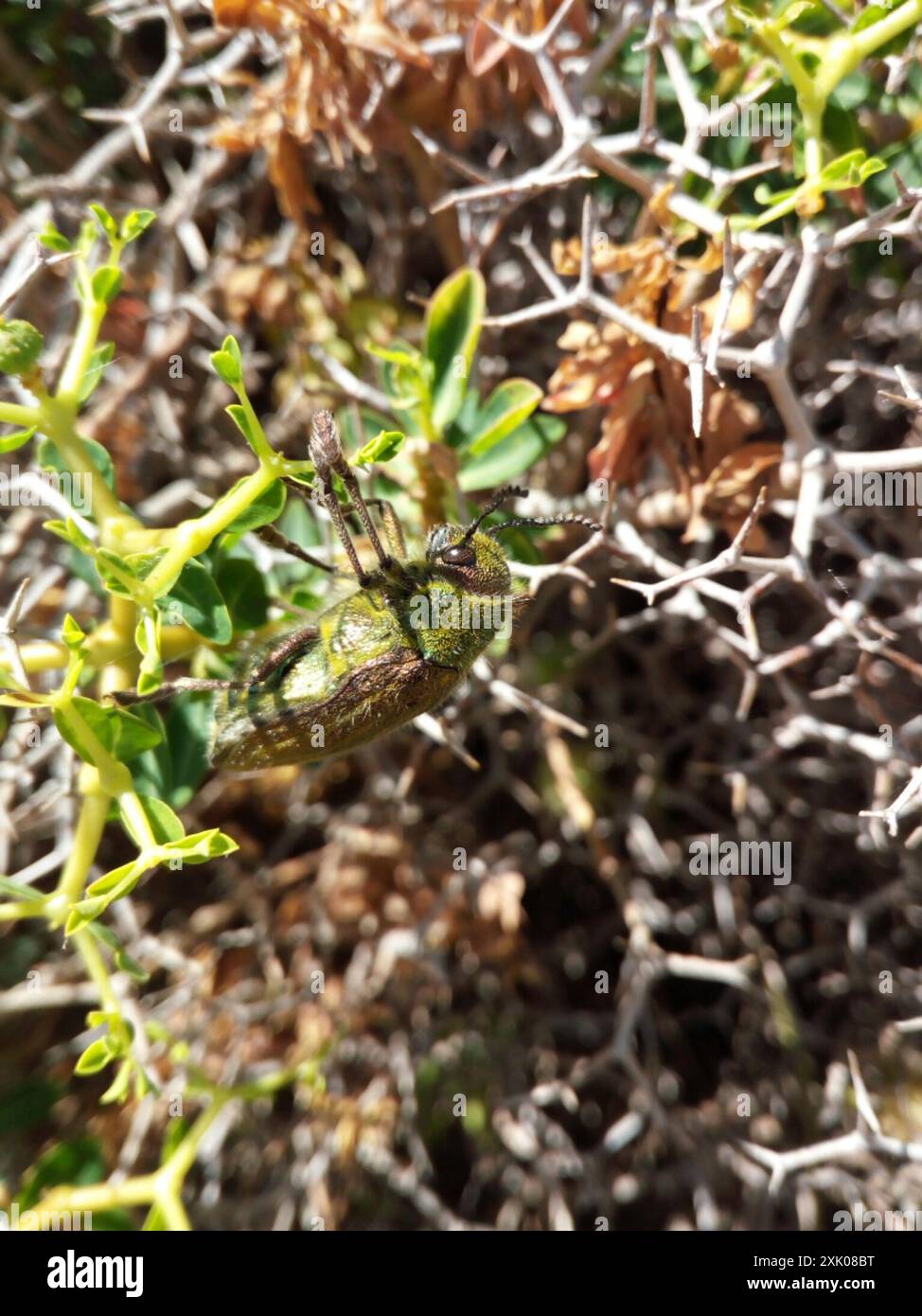 Julodis hi-res stock photography and images - Alamy