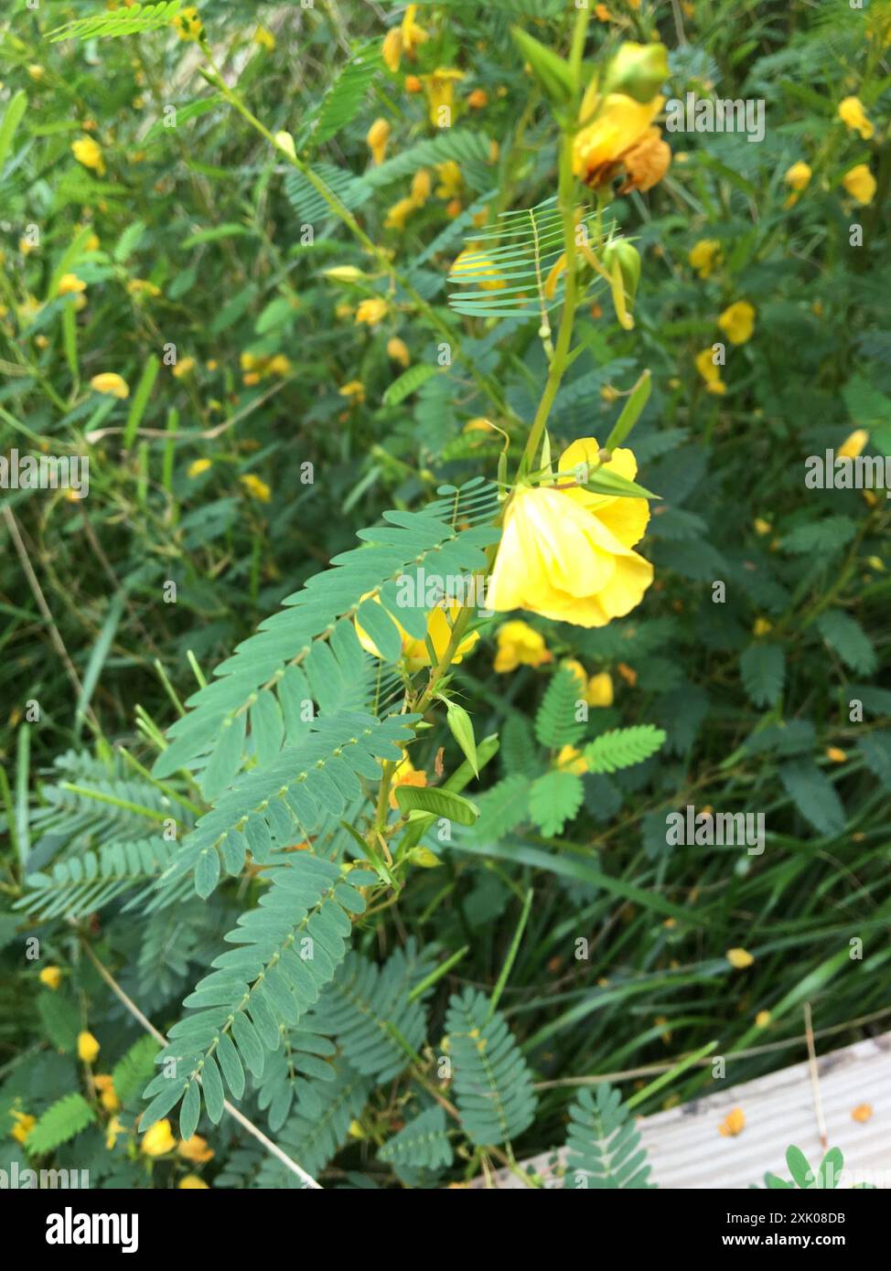 sensitive and partridge peas (Chamaecrista) Plantae Stock Photo - Alamy