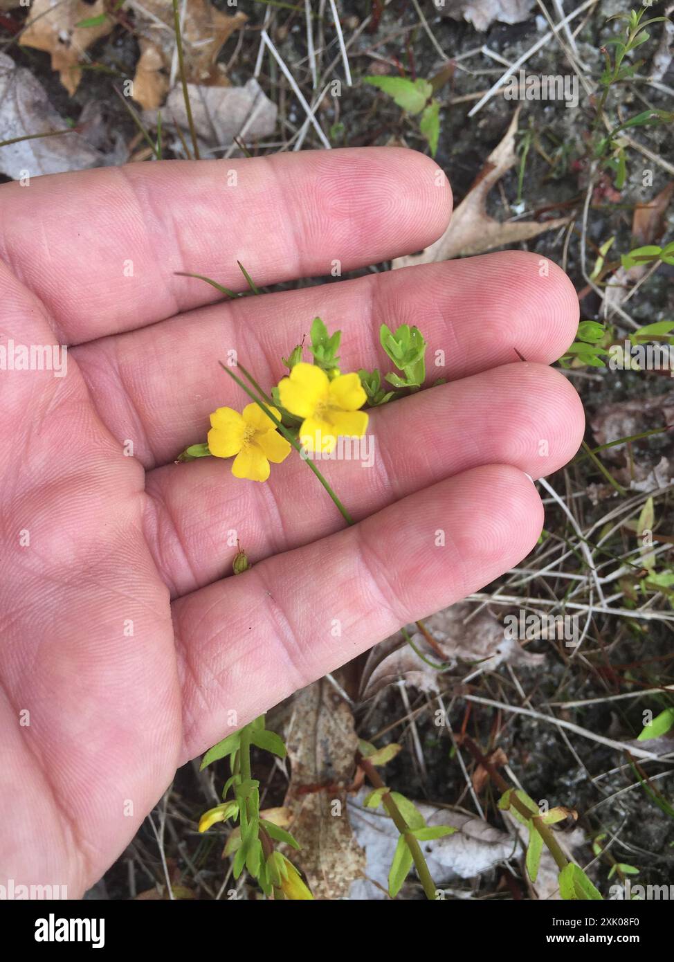 golden hedge-hyssop (Gratiola aurea) Plantae Stock Photo - Alamy