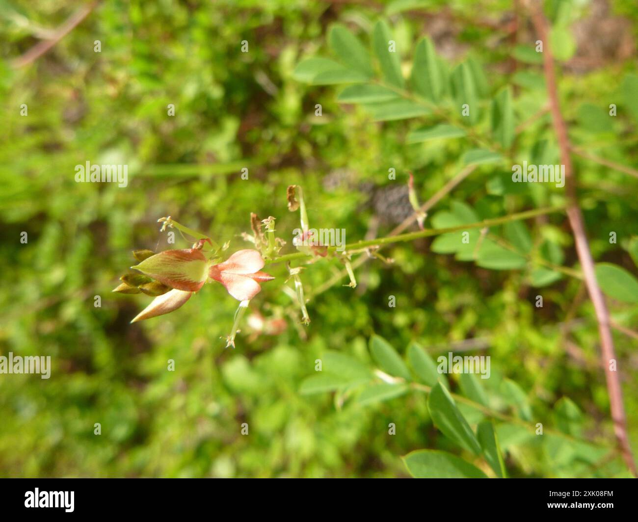 Carolina Indigo (Indigofera caroliniana) Plantae Stock Photo - Alamy
